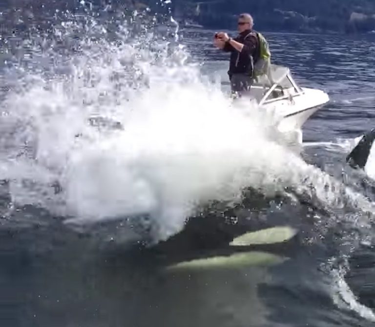 'Pissed Off' Orcas Are Ramming, Biting, And Disabling Boats And The ...