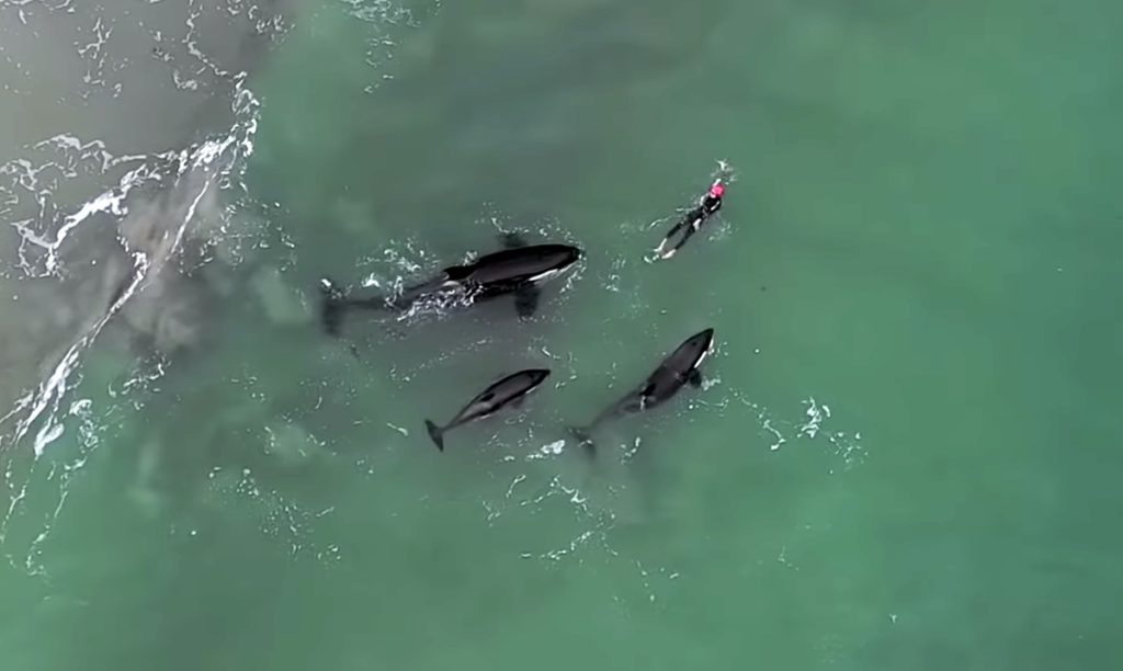 Incredible Footage Shows Orcas Playing With Swimmer In The Wild: WATCH ...