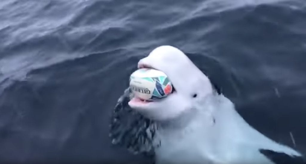 Wild Beluga Whale Plays Fetch With Rugby Ball In Extraordinary Video ...